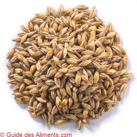 Orge commune - Guide des Aliments