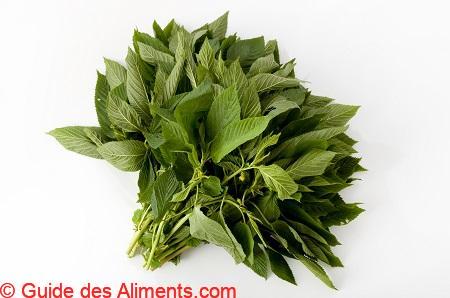 Corète potagère - Guide des Aliments