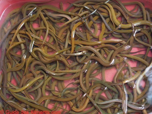 Myxinidae - Guide des Aliments