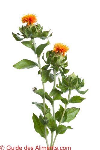 Fleur de carthame - Guide des Aliments