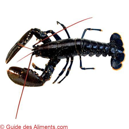 Homard européen - Guide des Aliments