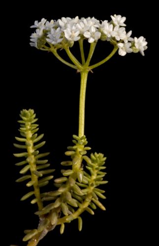 Youlk - Guide des Aliments