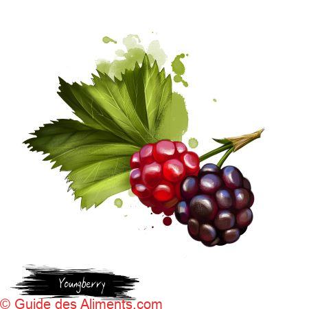 Youngberry - Guide des Aliments